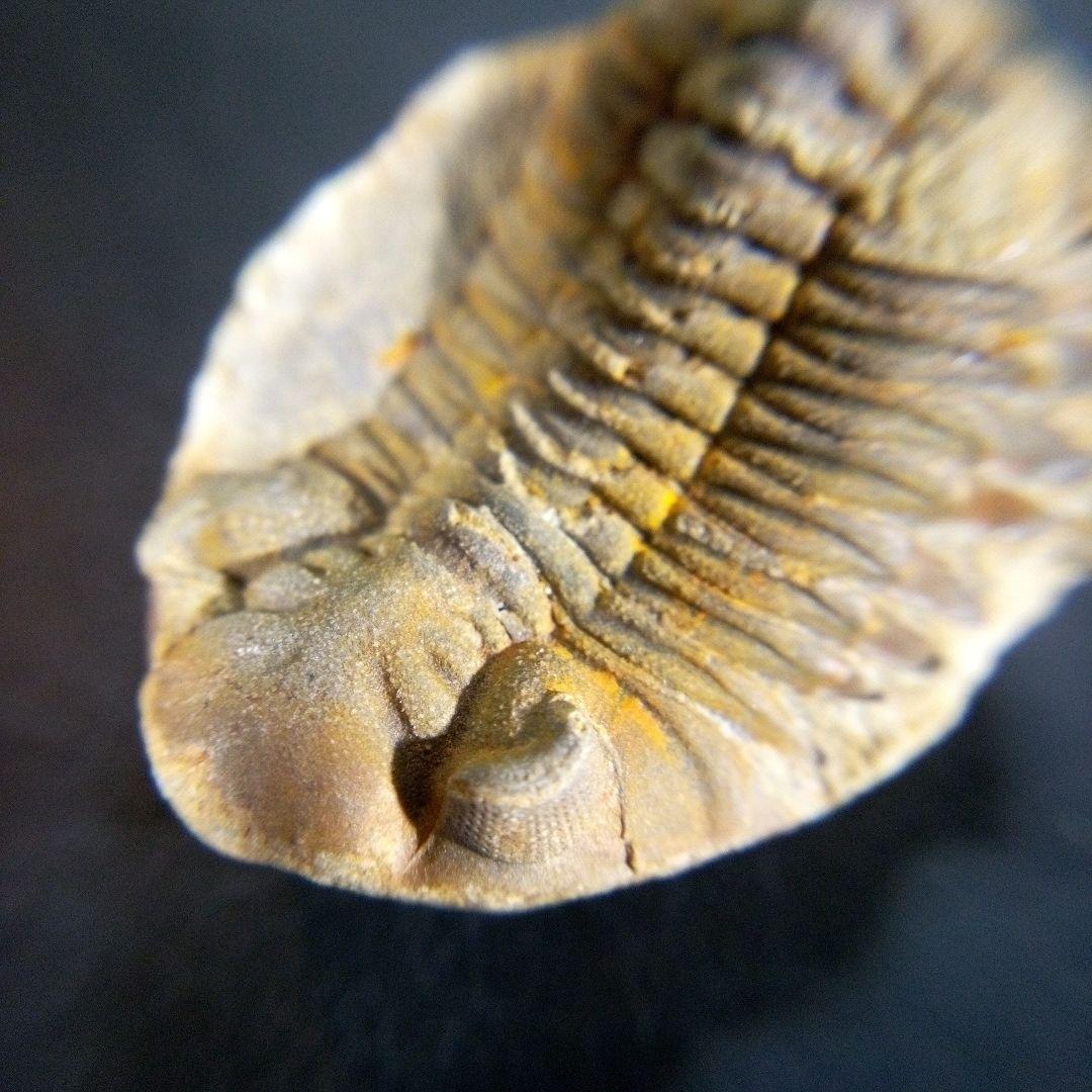 三葉虫　化石　fossil　ボリビア産　trilobite　南アメリカ化石郡⑨