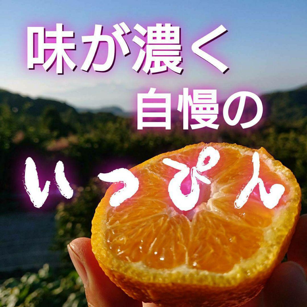 超お得な18kg 熊本産不知火デコポン 味恋みかん