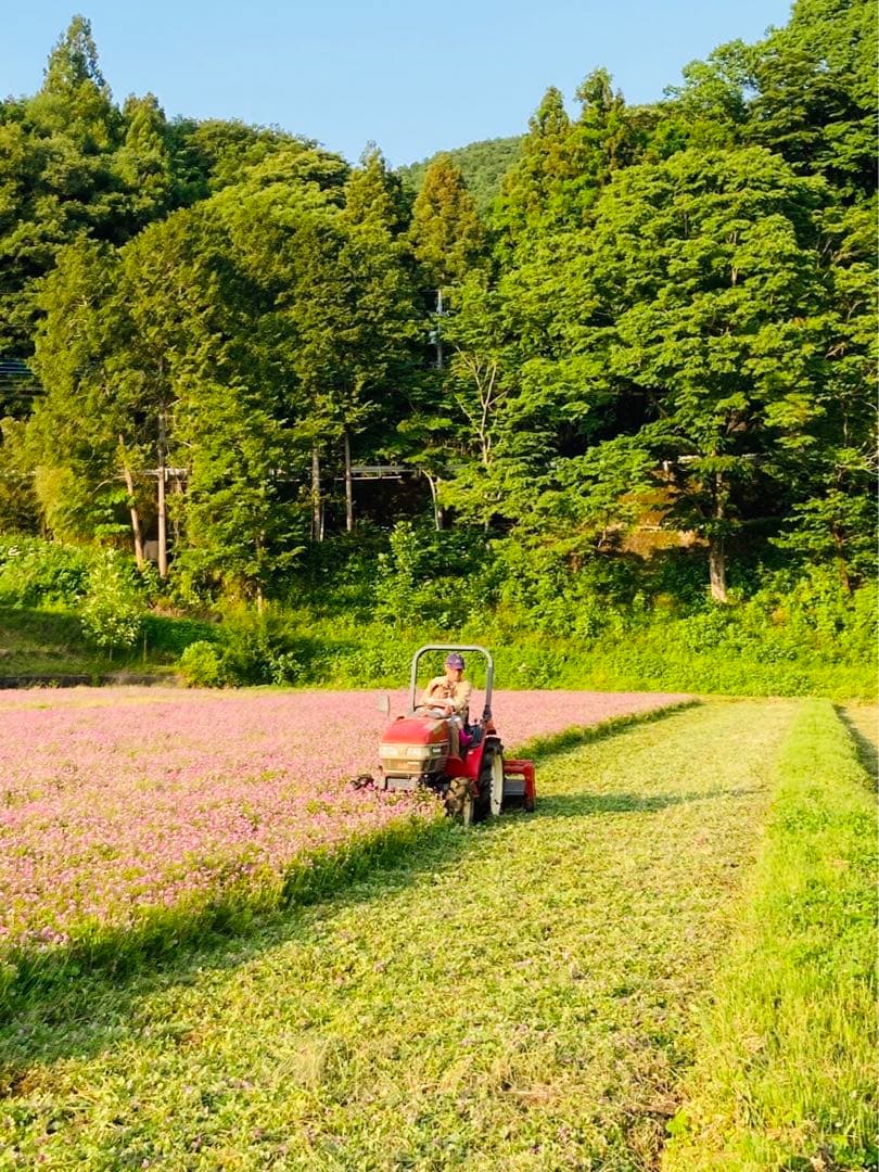 【れんげ米　玄米20.0kg コシヒカリ又はあさひの夢】　栽培期間中農薬不使用