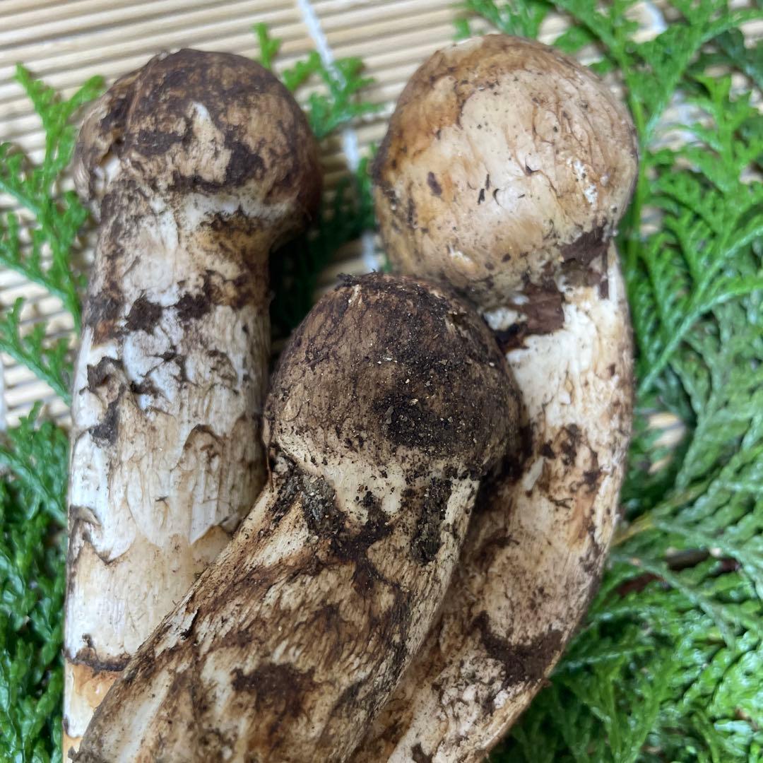 t*i様 広島県産　松茸