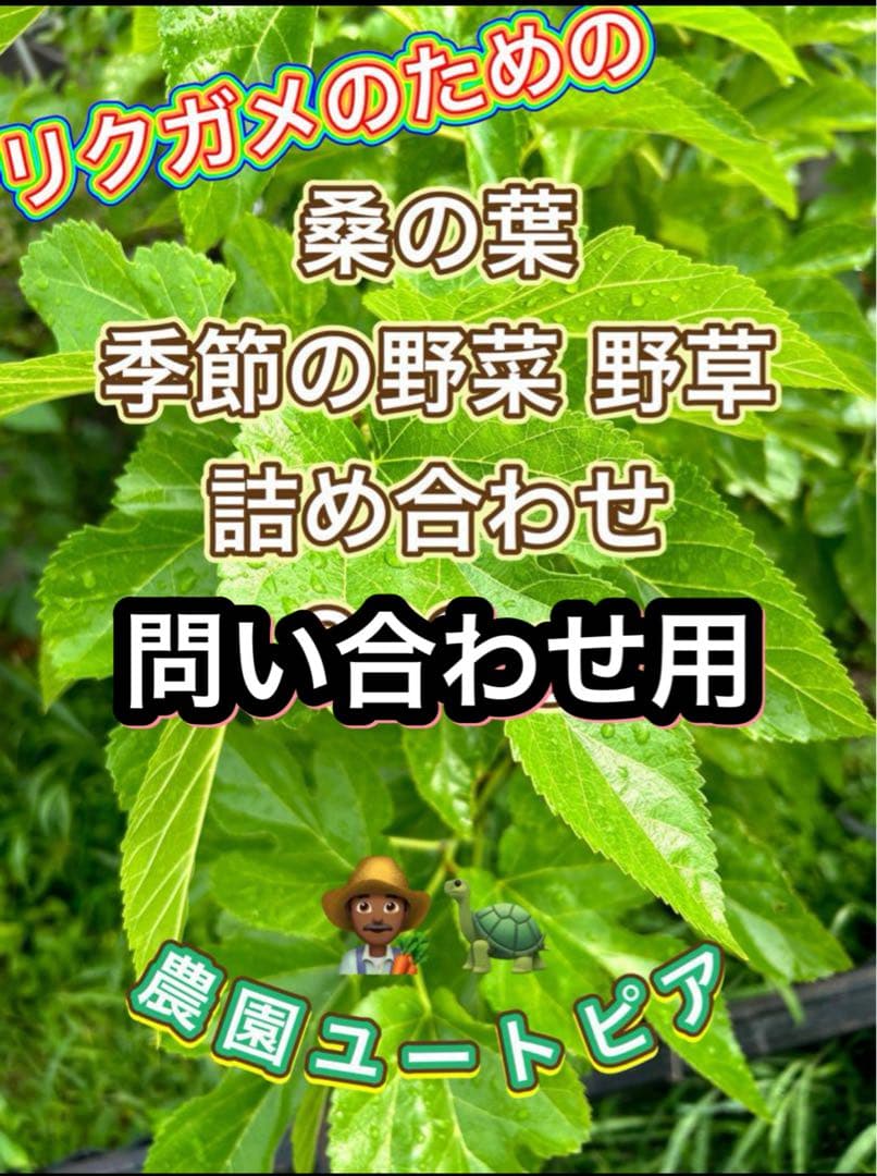 農薬不使用 自然農法 リクガメ 桑の葉 季節の野菜野草の詰め合わせ