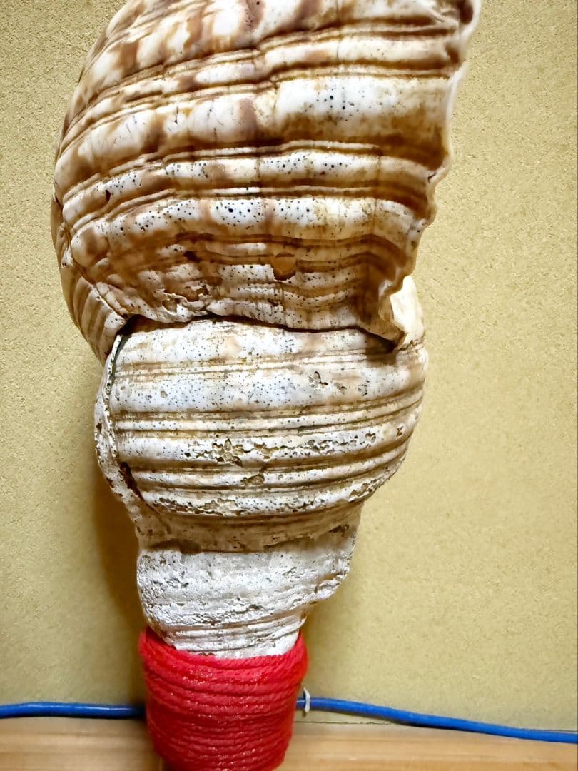 限定セール❗️最大級修験道法螺貝50㎝　肉厚　山伏ホラガイ　ほら貝