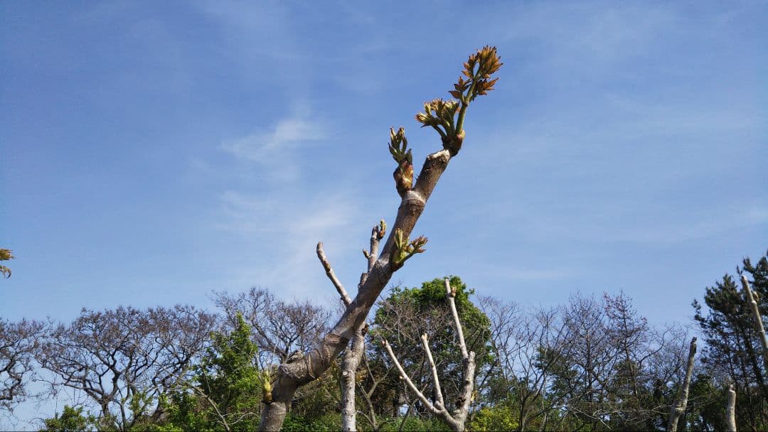 ⭐たらの芽 苗木⭐ ⭐20本⭐