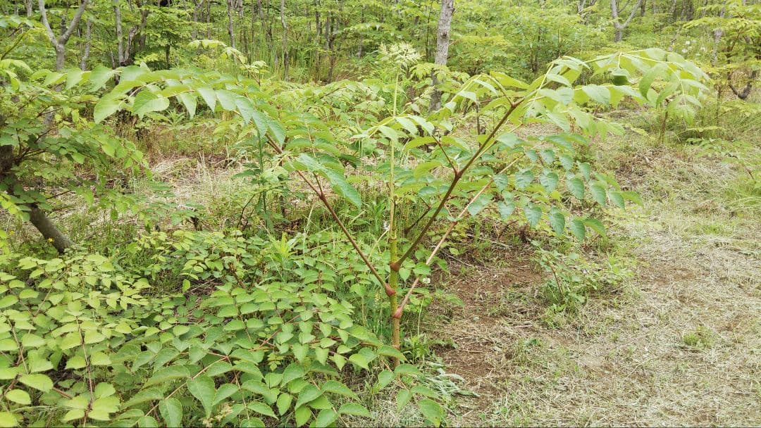 ⭐たらの芽 苗木⭐ ⭐20本⭐