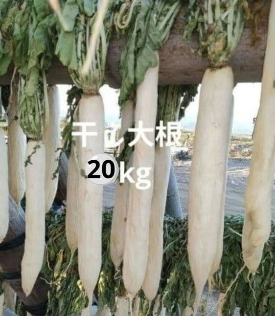 干し大根　訳あり　不揃い　箱込み約20kg