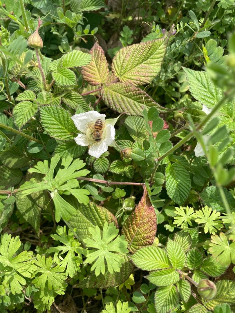 じゅん　ニホンミツバチ　生ハチミツ　1120g✖️2