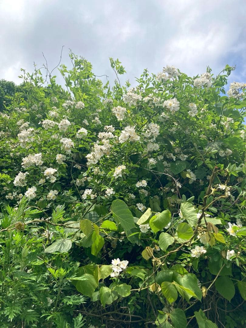 じゅん　ニホンミツバチ　生ハチミツ　1120g✖️2