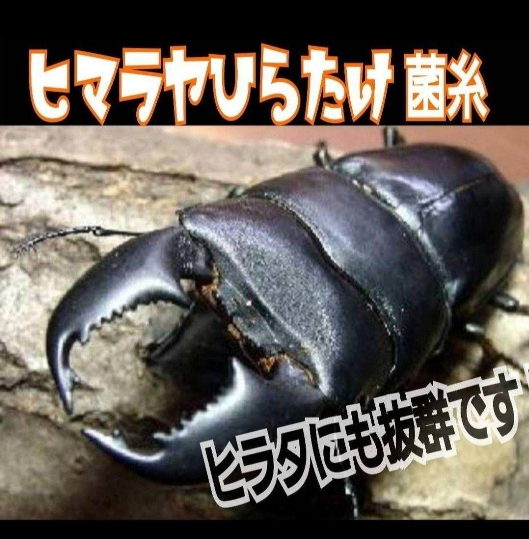 極上！ヒマラヤひらたけ菌糸瓶　特大1500mlボトル【8本】トレハロース強化配合