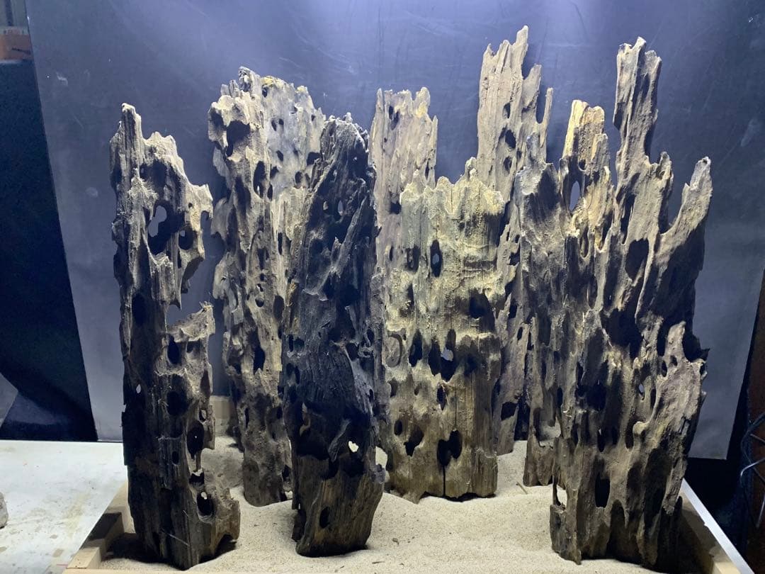 7[新品 特大のみ]マシンガンウッド9本★流木 水槽　レイアウト　アクアリウム