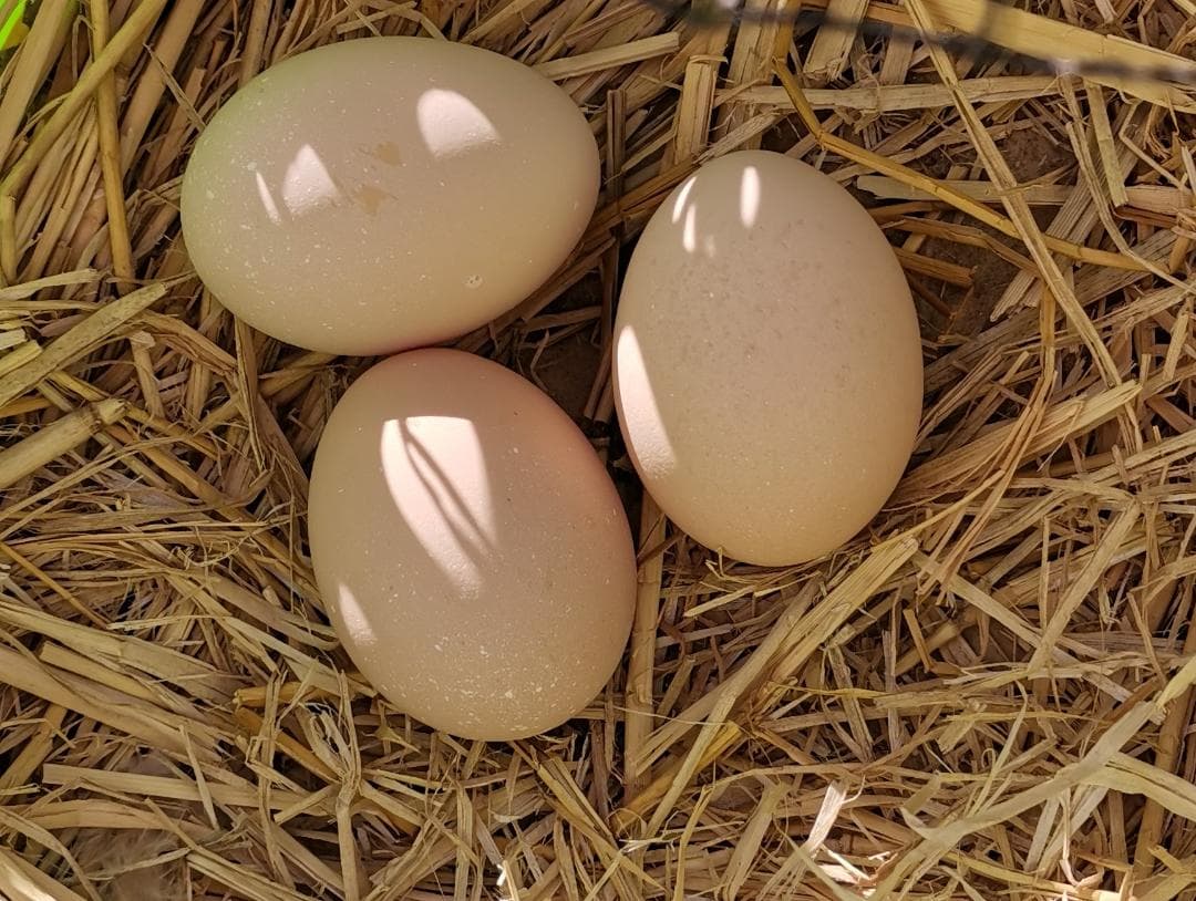 【食用卵】平飼い鶏　名古屋コーチン
