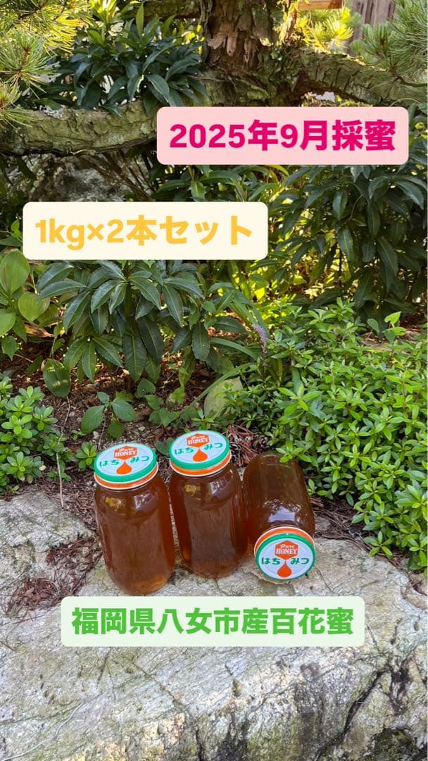 残り2kg/日本蜜蜂ハチミツ/百花蜜/1kg×2本/【最終値下げ】