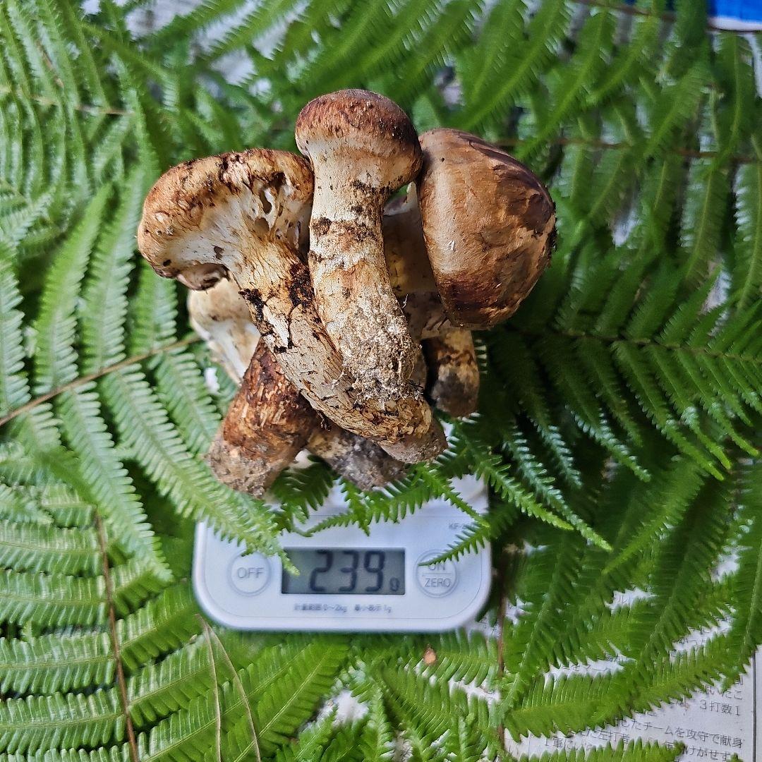 広島県産 松茸　239g