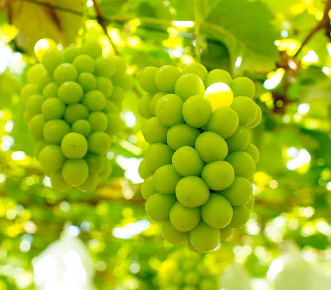 マ*ー様 【岡山県特産】 5kg 高級シャインマスカット! 特大粒.大房 7房