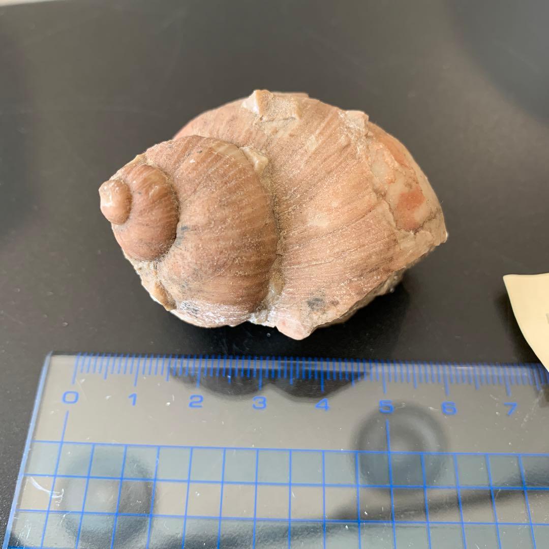 貝の化石 Holopea harpa 本物　オルドビス紀