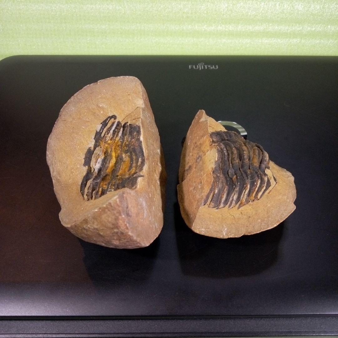 三葉虫　化石　fossil　ボリビア産　trilobite　ノジュール管理①