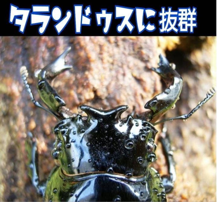 極上！カワラ菌糸瓶【4本】タランドゥス・オウゴンオニクワガタ・レギウスが巨大化！