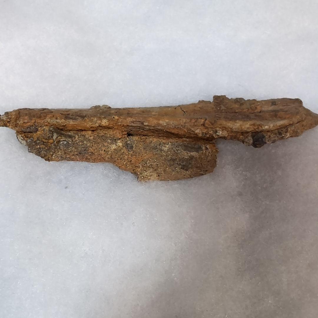 本物　恐竜　エドモントサウルスの助骨　化石　ヘルクリーク層　ネームプレート付