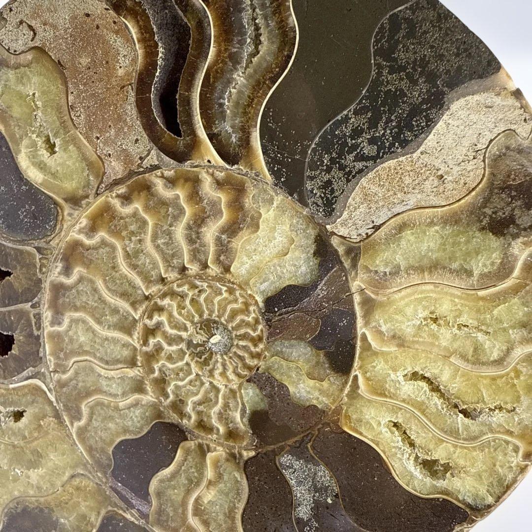 アモナイト化石 ペア　スタンド付き