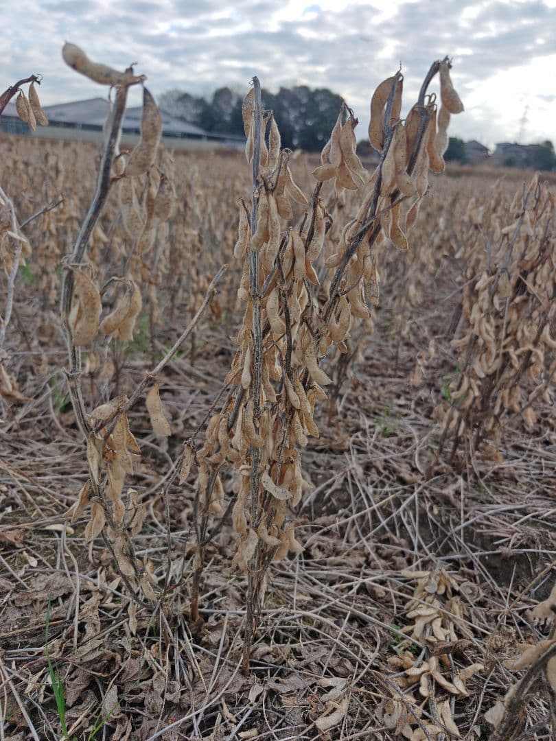 令和7年産　大豆 フクユタカ 正味11kg　愛知県産