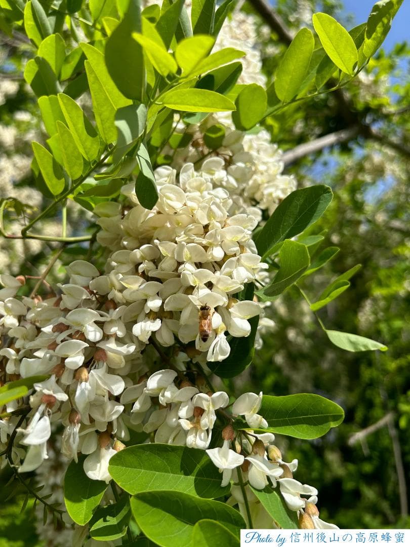 【令7新蜜】アカシア蜜 1000g 2本 長野県産 生はちみつ 西洋蜜蜂