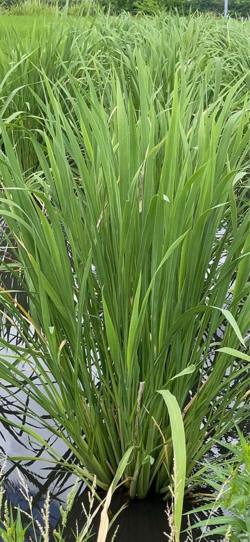 【採れたて】特大 終盤 マコモダケ宅急便80 5kg 愛知県産 自然農