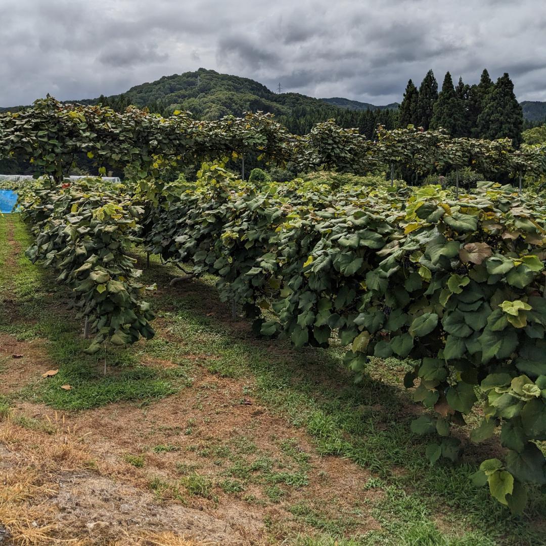 【農家直送】山形県月山山麓 山ぶどう １５kg ①