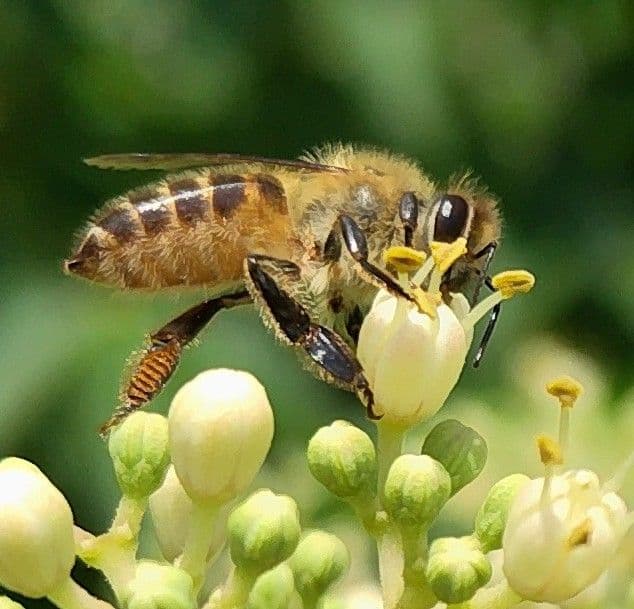 日本蜜蜂 生蜂蜜 ミツバチ 純粋 ニホンみつばち 非加熱 #6 宮城県産