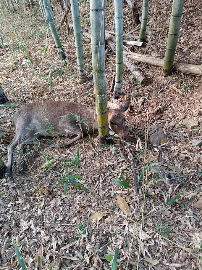 学術標本　種名ニホンジカ　胎児（♂）　エタノール浸漬標本　頭胴長約６５ｍｍ