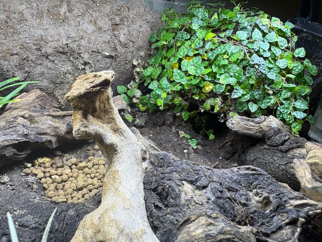 中型テラリウム水槽レイアウト 照明付き
