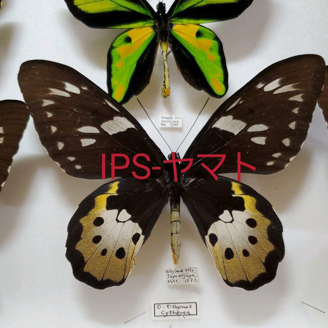 特コレクションシリーズ激レアOrnithoptera tithonus ssp.