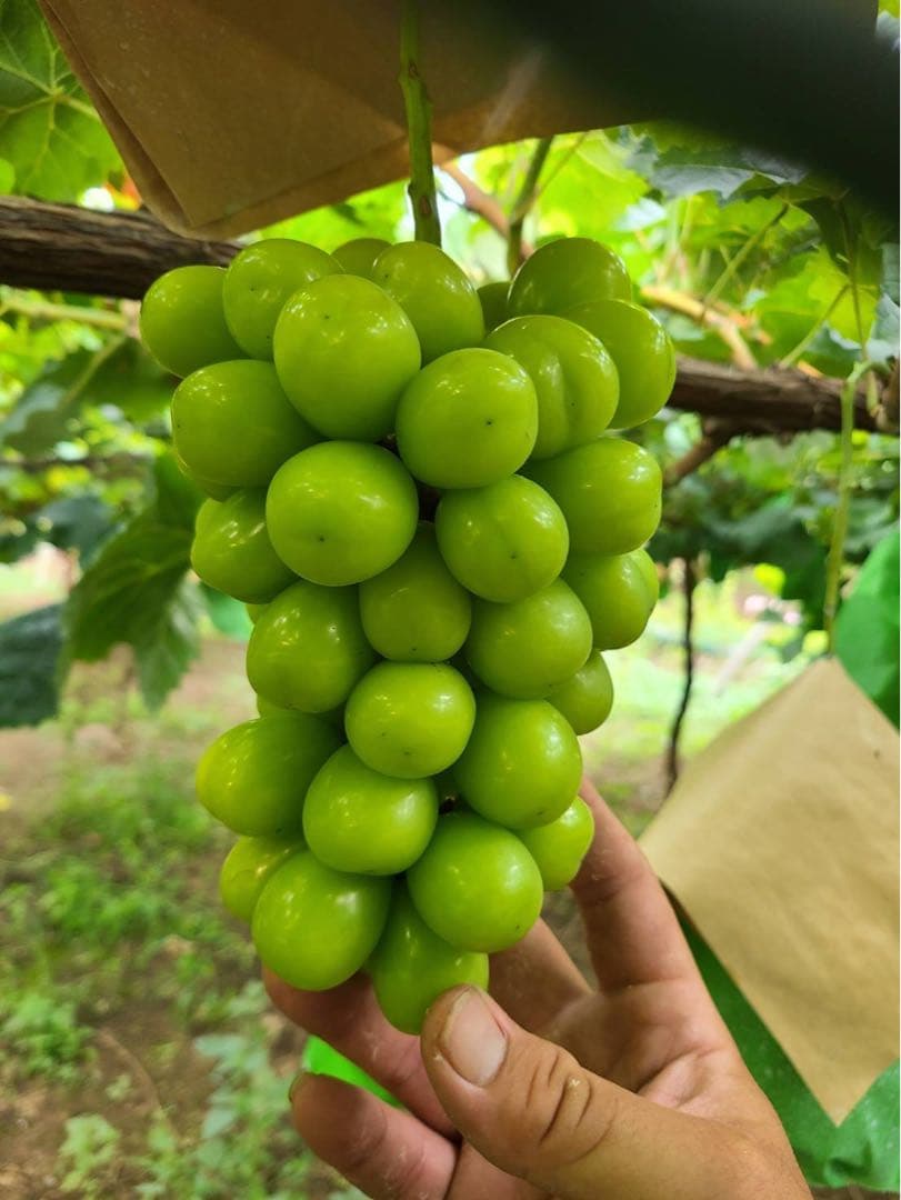 山梨県 勝沼産　シャインマスカット　5K 残り1箱