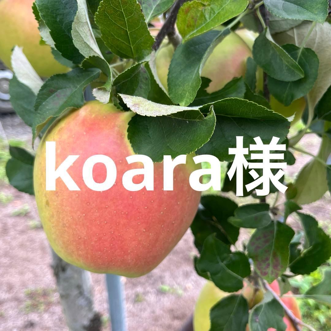 koaraページ✨10kg