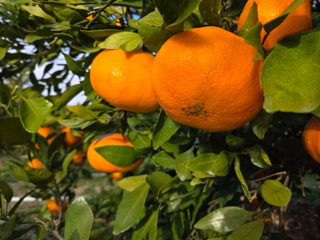 甘平10kg　愛媛　中島産