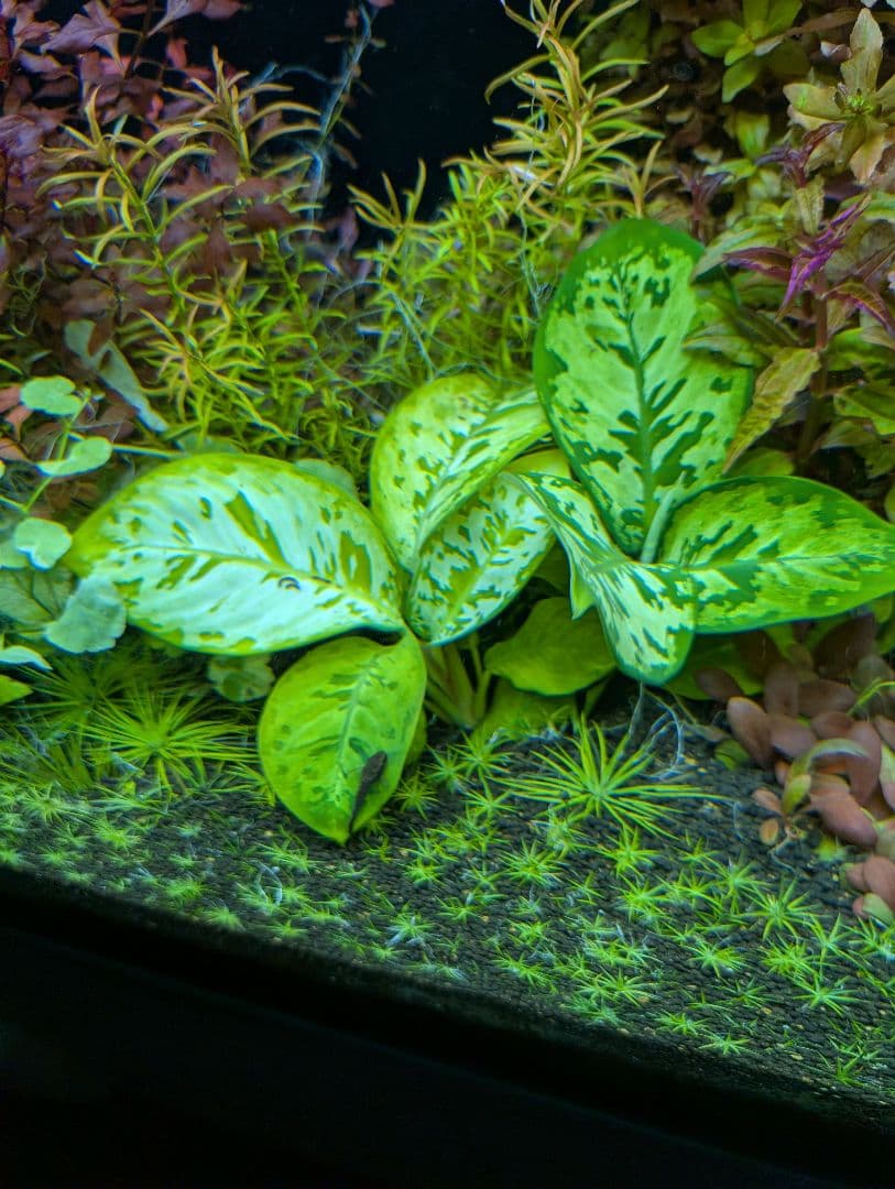 メルカリ便　●camouflage　water　plant水中葉1株