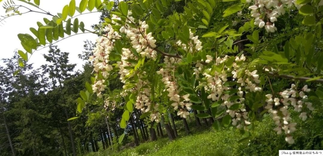 【再出品】百花＆アカシア 1000g 各１本 長野県産 生はちみつ 西洋蜜蜂