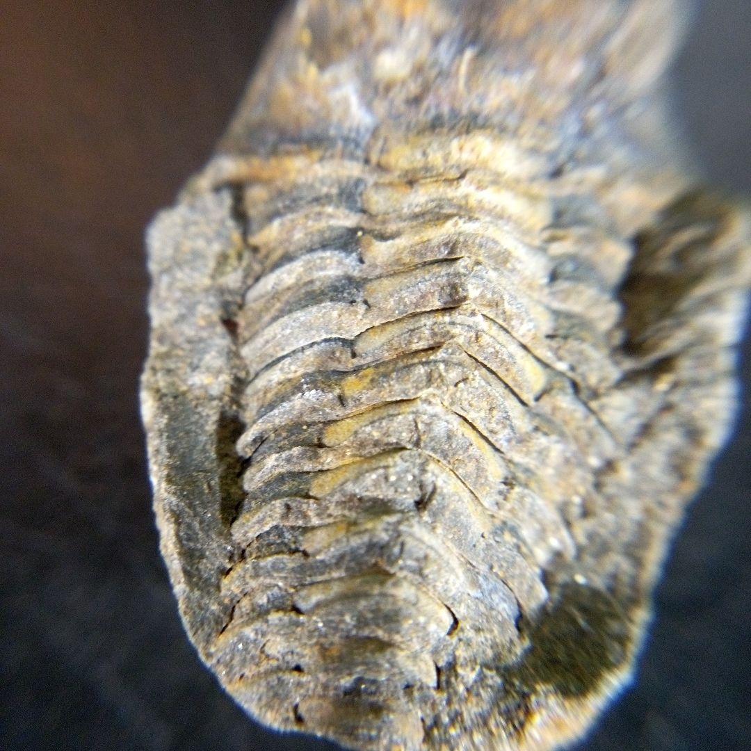 三葉虫　化石　fossil　ボリビア産　trilobite　海生動物個体⑥