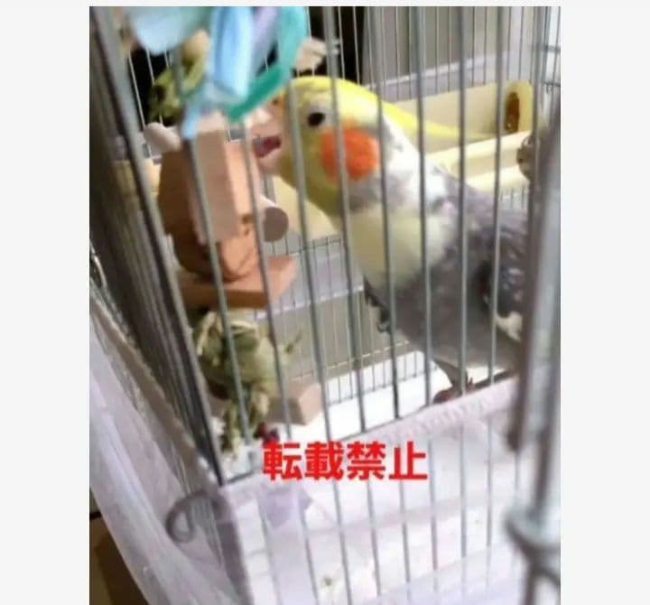 C342　インコ　オオム　カジカジ、ガジガジおもちゃセット　かじり木