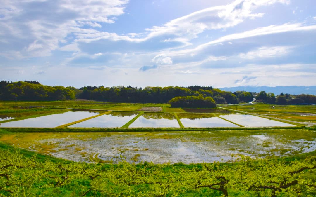 無農薬米 佐渡産コシヒカリ玄米10kg