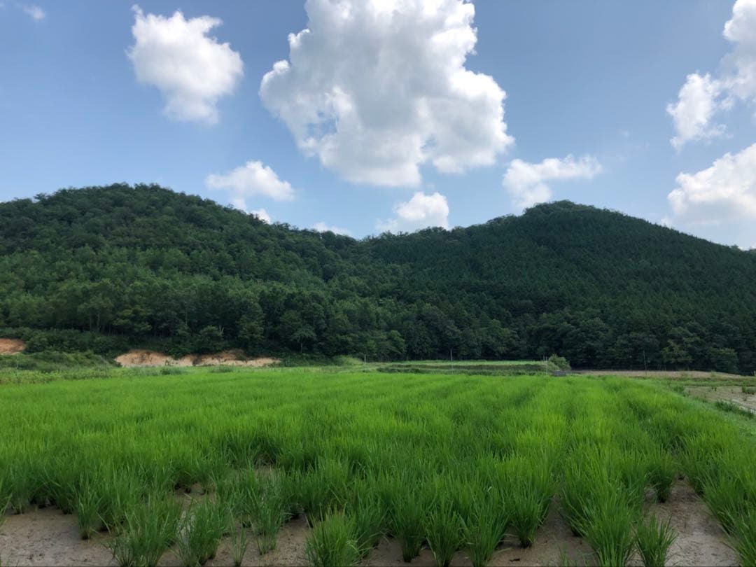 Natural farming自然栽培玄 免疫活性化伊藤悦男 アポトーシス 食養