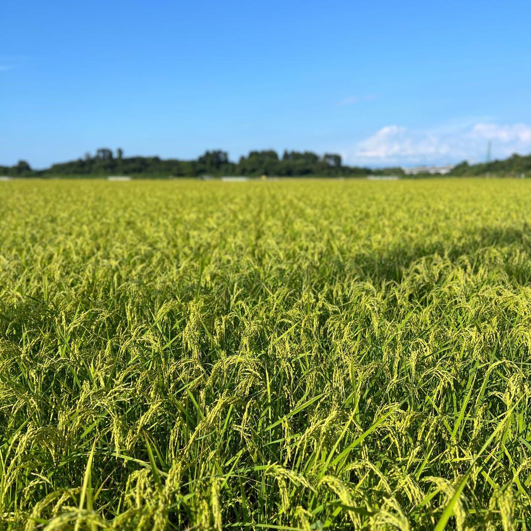 【令和7年産】【一等米】新潟県産従来品種コシヒカリ精米(白米)10kg B①