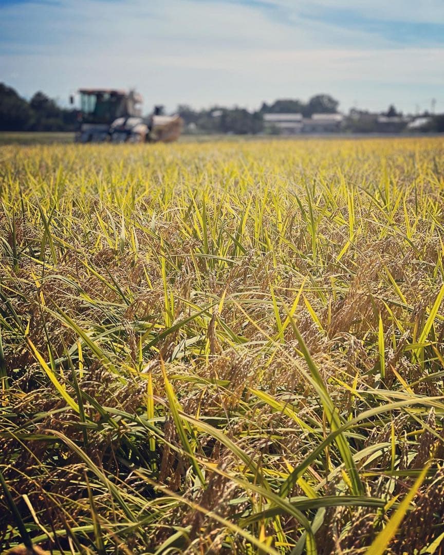 【令和7年産】【一等米】新潟県産従来品種コシヒカリ精米(白米)10kg B①