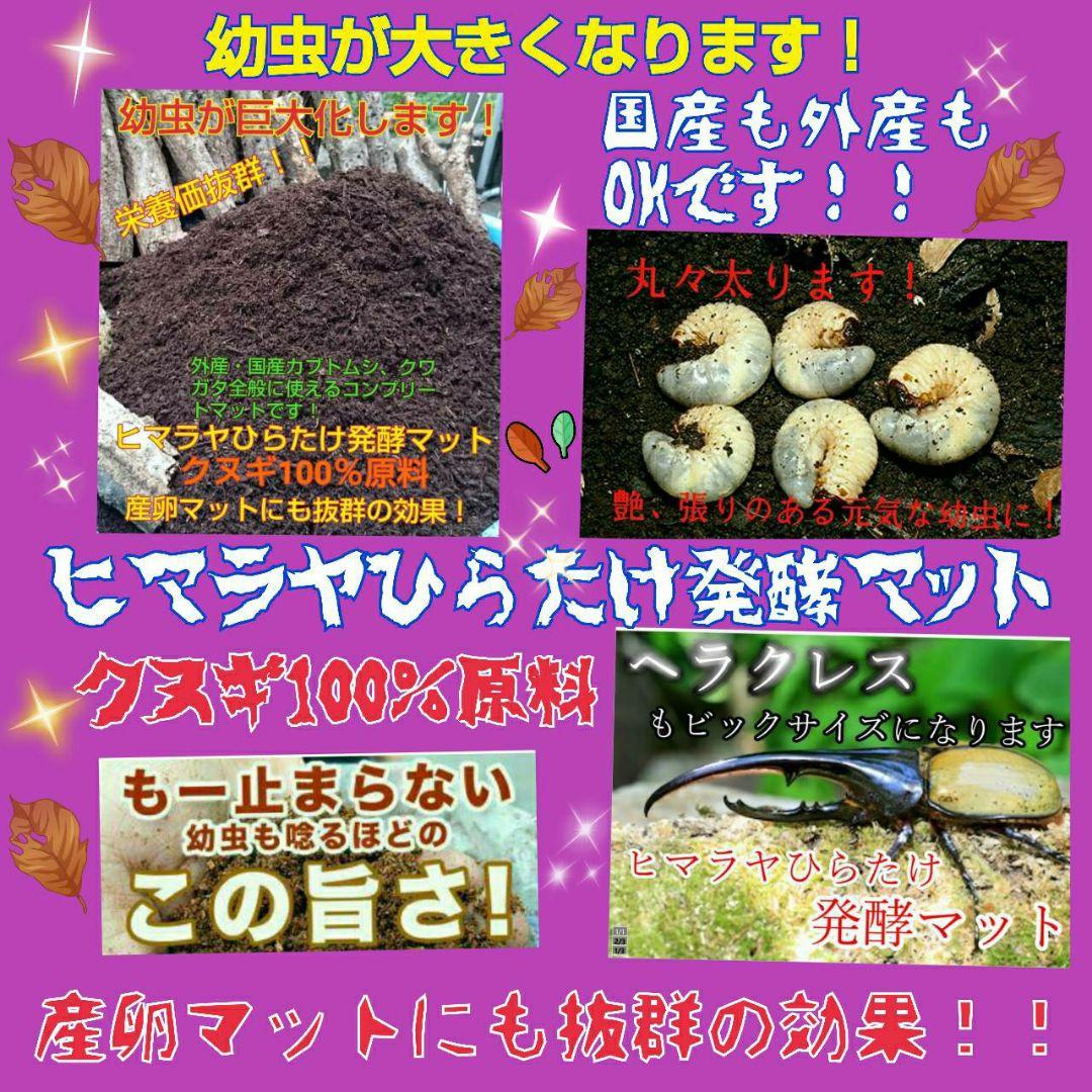 送料無料！80リットル　カブトムシ幼虫の餌！巨大化！ヒマラヤひらたけ発酵マット