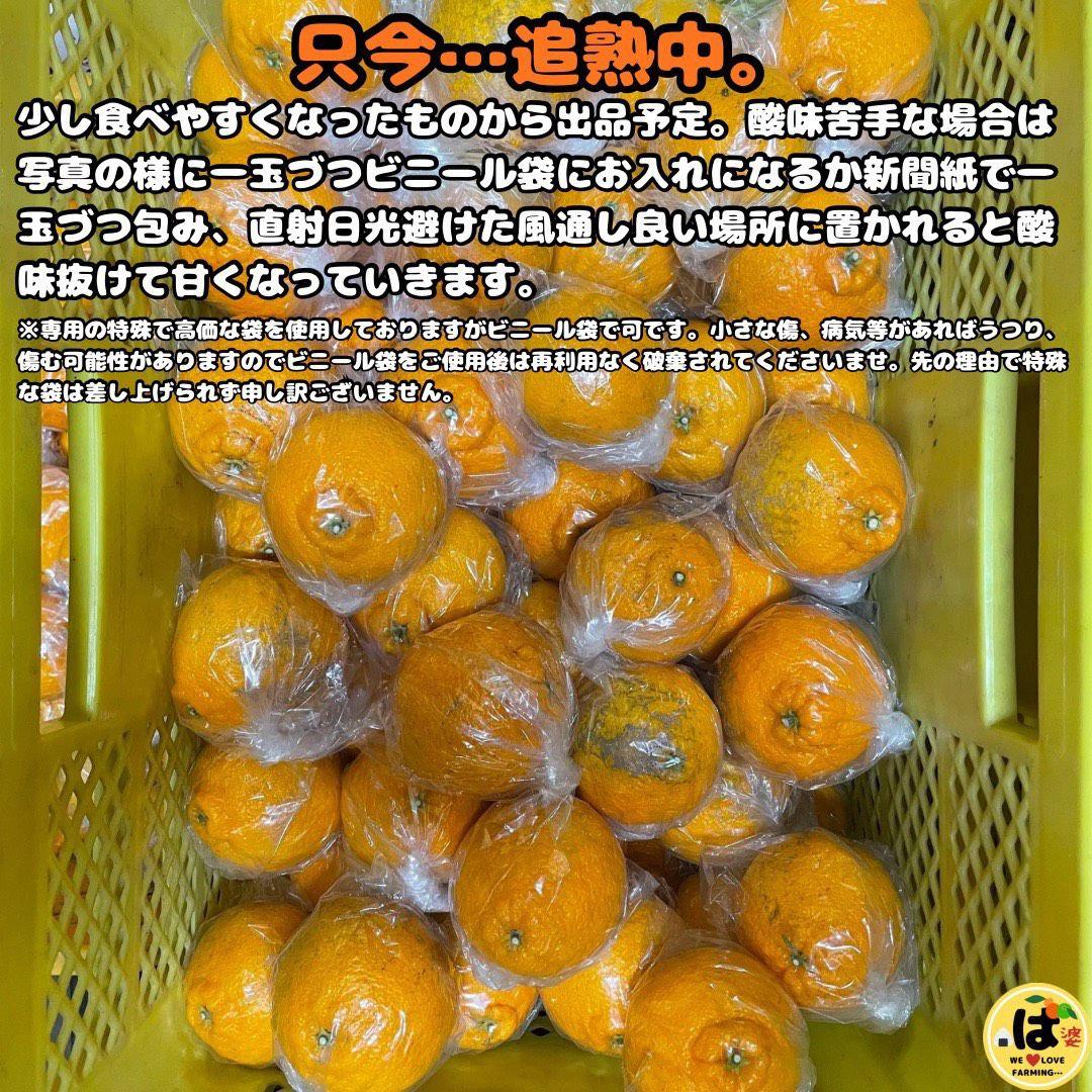 ※確認用　家庭用　大玉MIX箱込み4.5kg以上【露地栽培　不知火　デコポン】