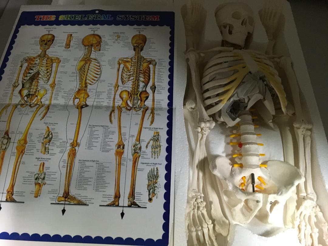 1/2サイズの全身骨格模型 約85cm 骨格モデル 動かせる大関節