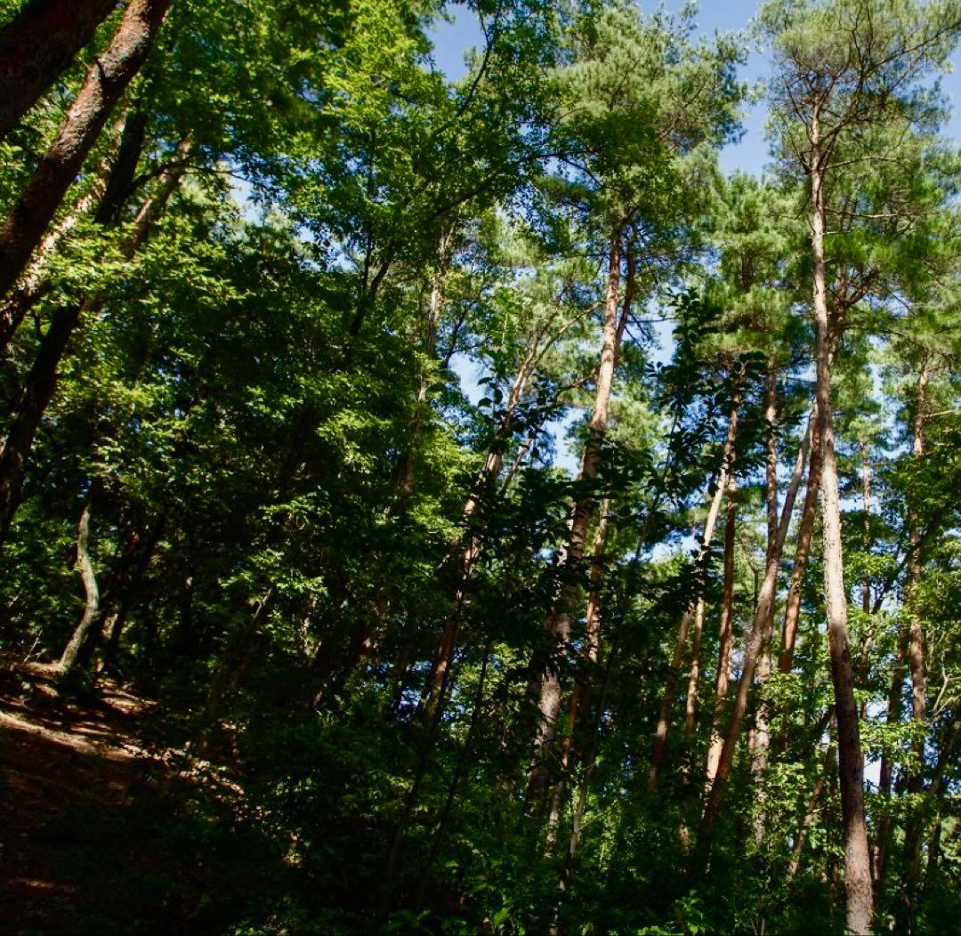 【大人気‼︎ 厳選 極上セット①】 400g本日採れ‼︎ 極上 松茸◆クール便発送◆