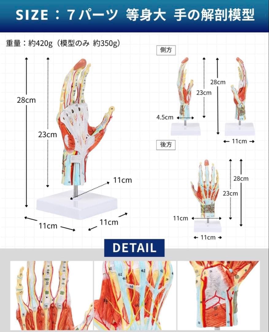 手解剖模型 7パーツ分解 等身大 軟部組織付き 理は人体模型 手関節 教材