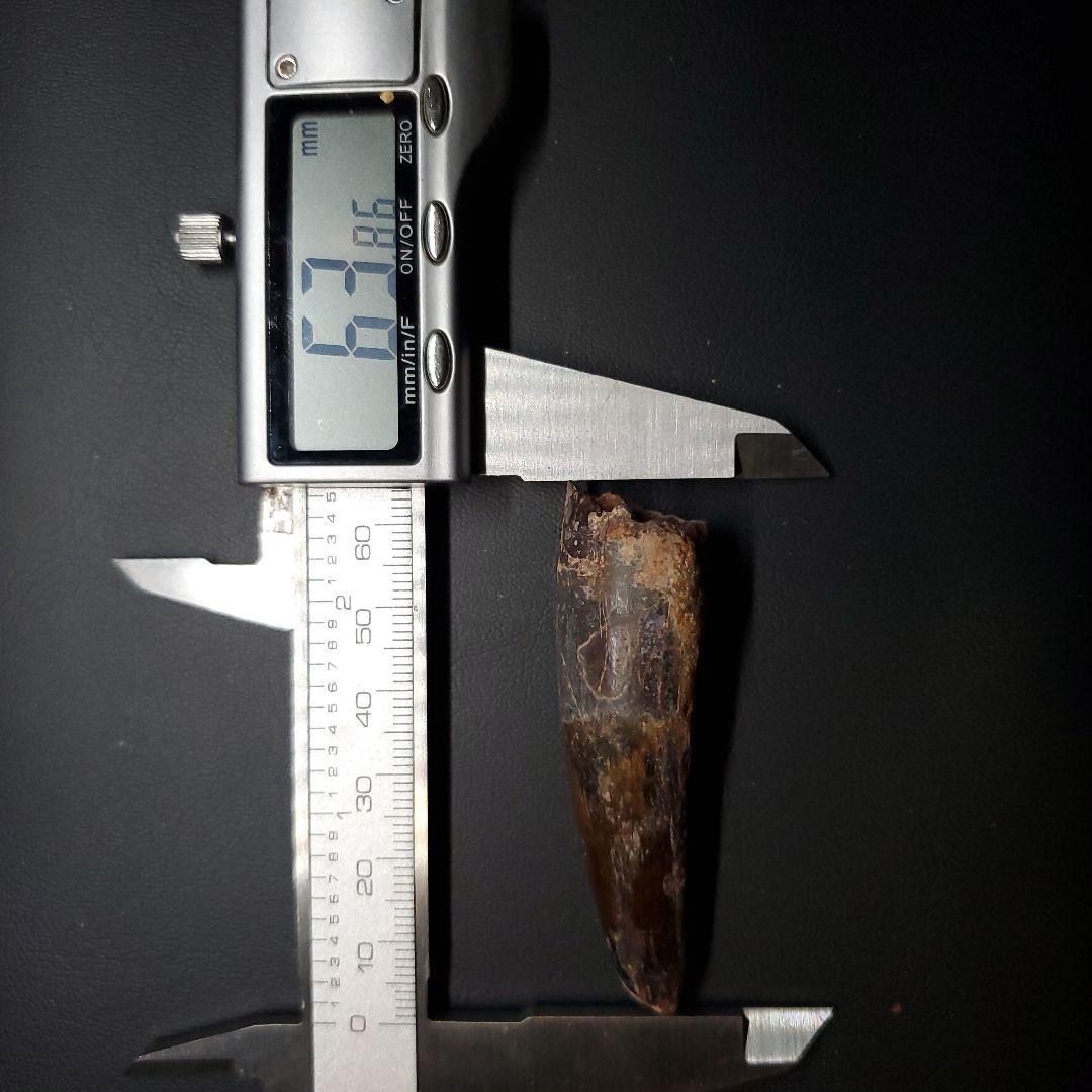スピノサウルス 本物 モロッコ産 63.86mm  sp468