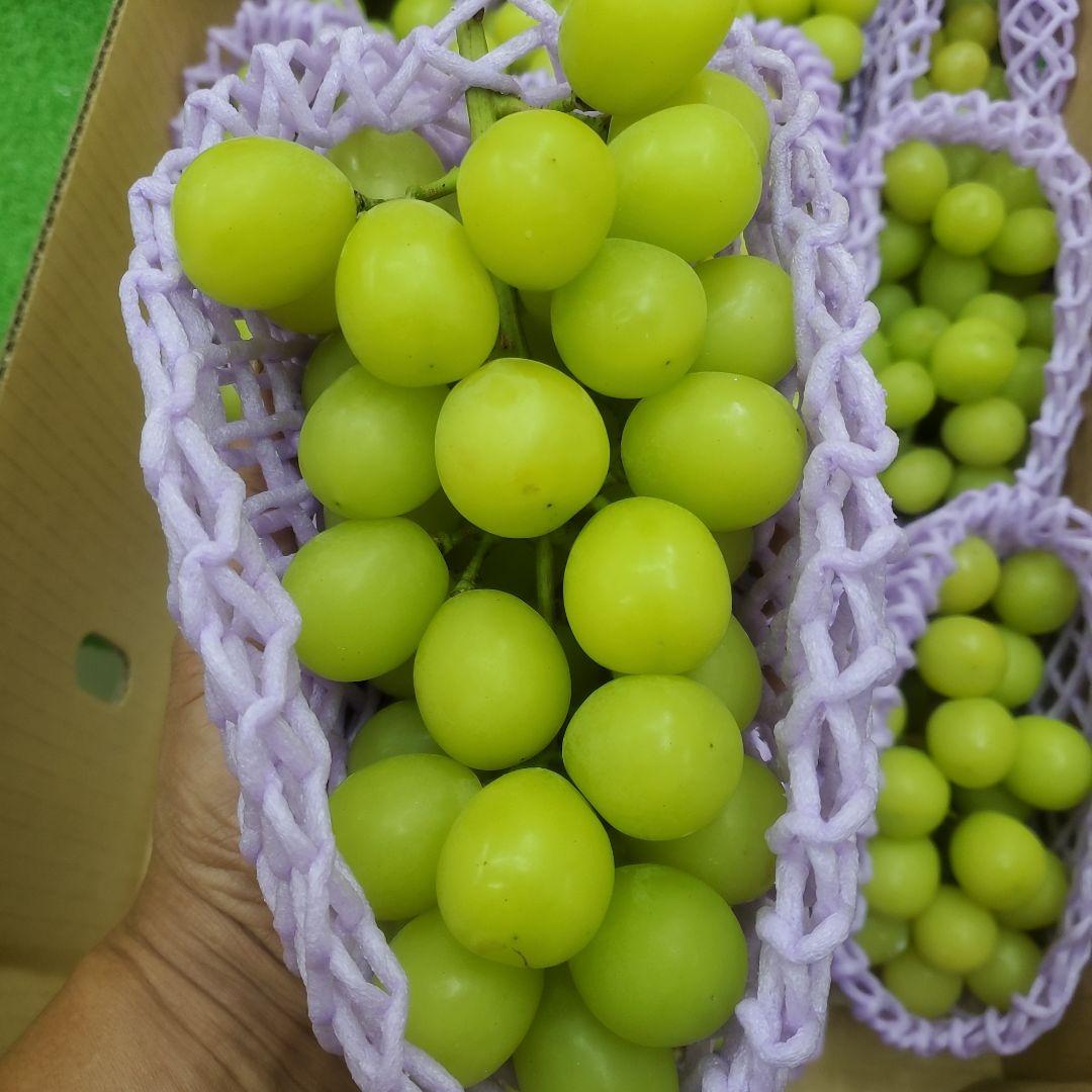 7️⃣ 山梨県産 シャインマスカット １２房入り 箱込み5.5キロ