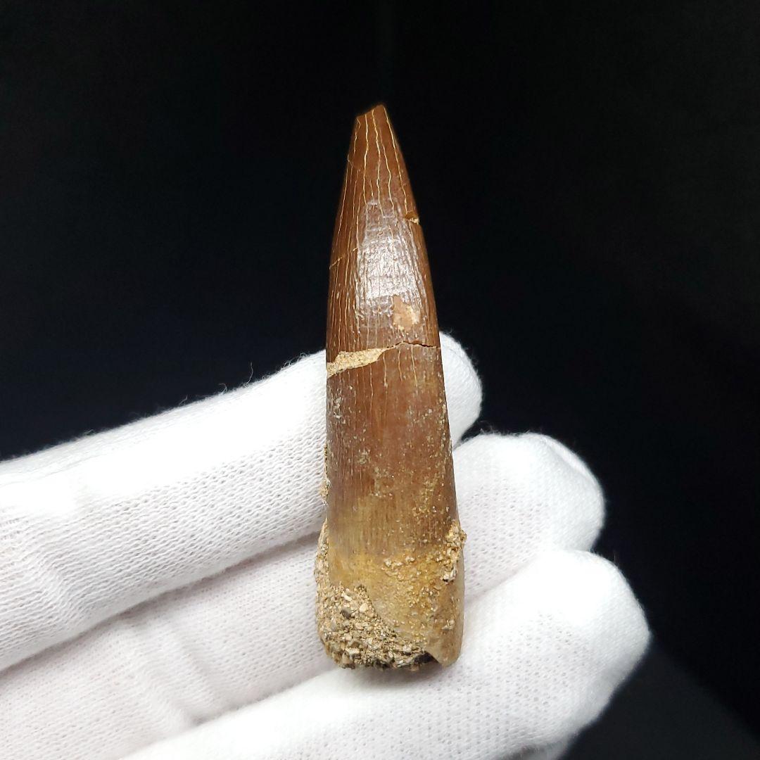 プレシオサウルス 化石 歯 本物 モロッコ産 51mm ケース付 pr110