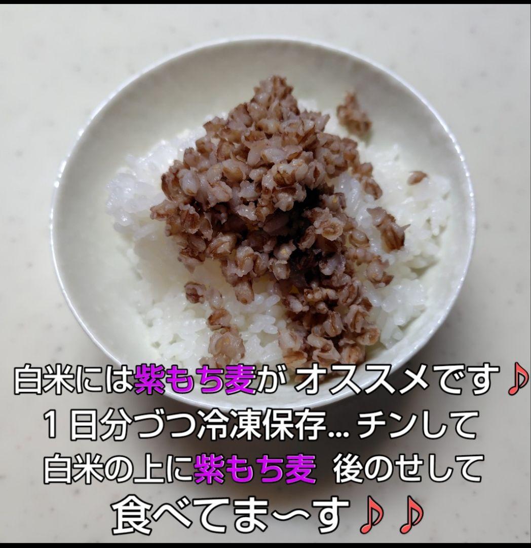 もち麦10kg 紫もち麦 ダイシモチ 美味しく食べやすく精麦済